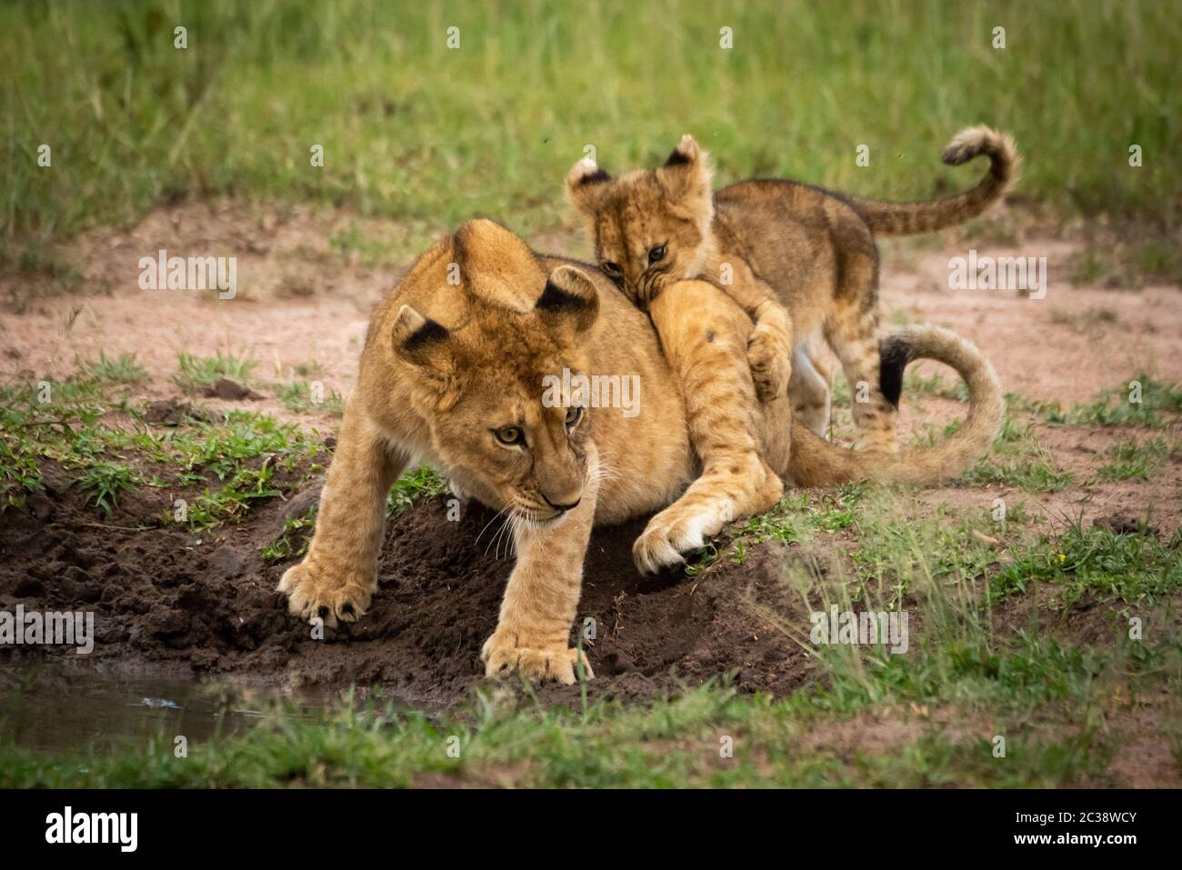 Lion cub bites another sitting by pool Stock Photo - Alamy