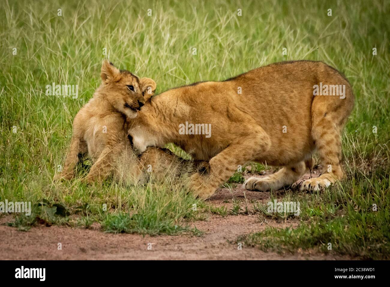 Lion cub bites another sitting in grass Stock Photo - Alamy
