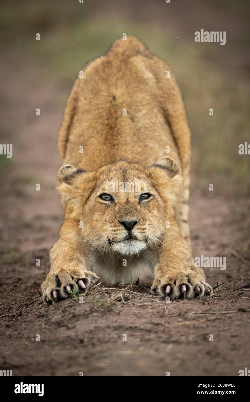 Lion cub eyes camera while stretching out Stock Photo - Alamy