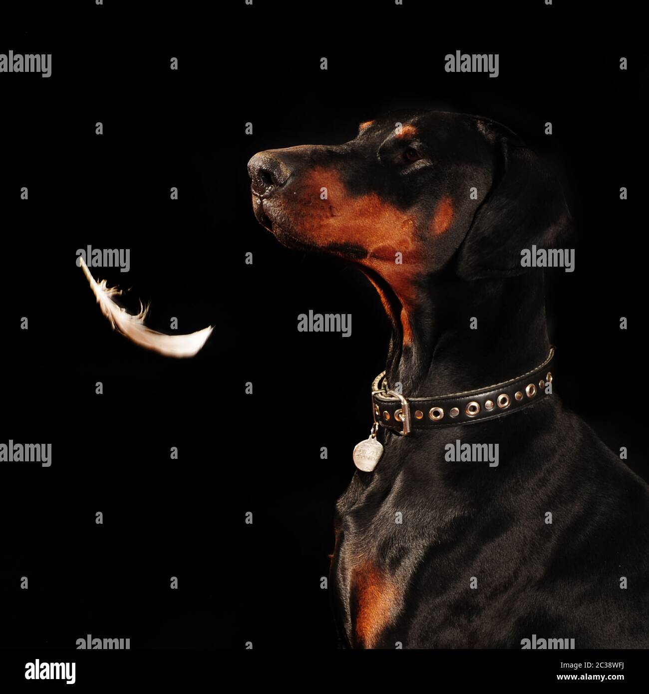 Doberman ready to catch a white feather. Low key square photo Stock ...