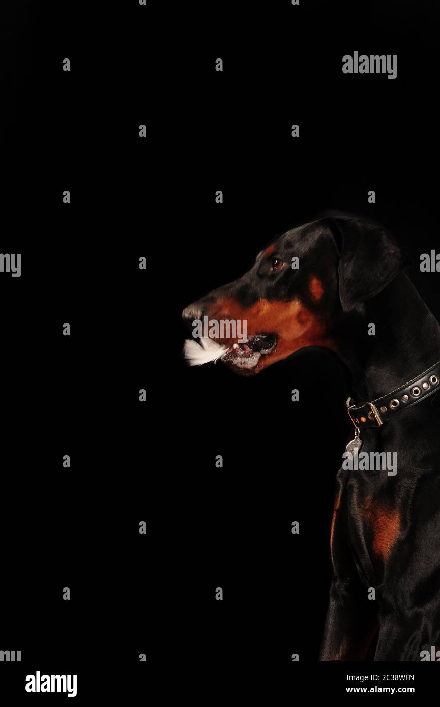 Black and tan doberman gently catching a white feather. Low key ...