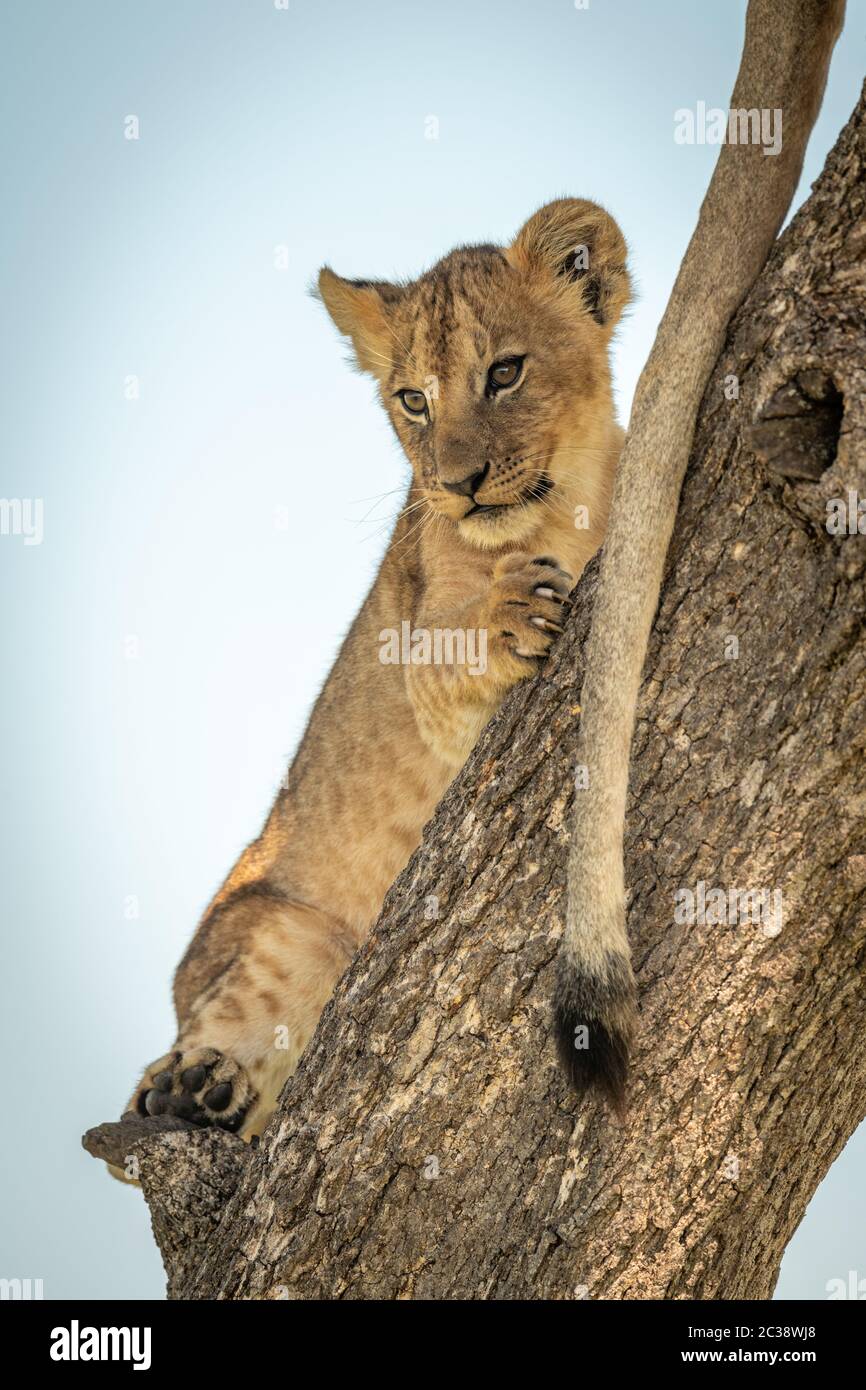 Lion cub tail hi-res stock photography and images - Alamy