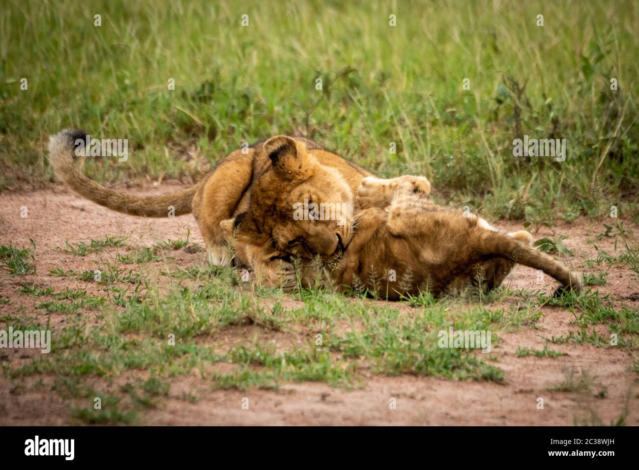 Lion cub lies biting another on grass Stock Photo - Alamy
