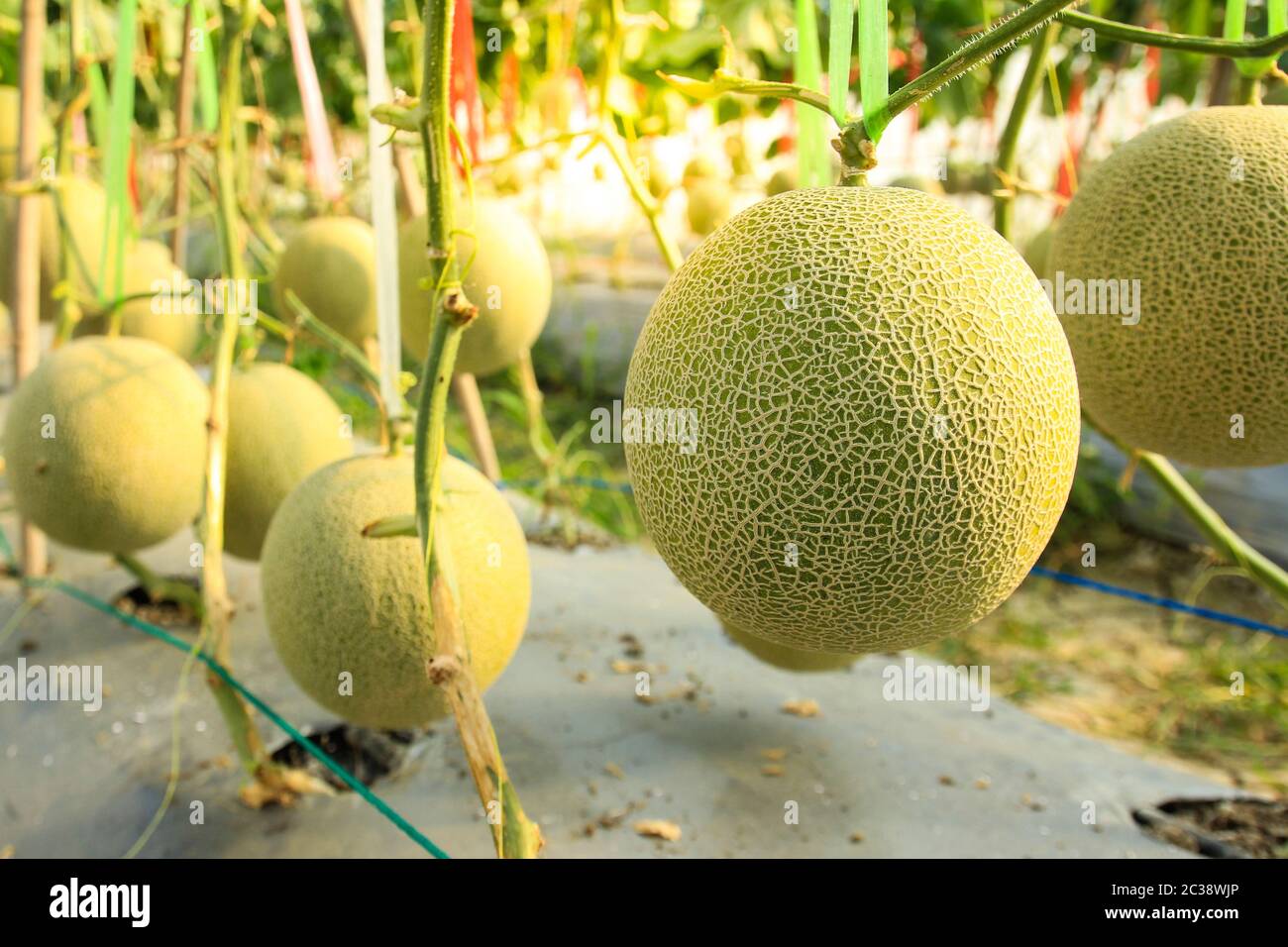 Tree Melons High Resolution Stock Photography and Images - Alamy