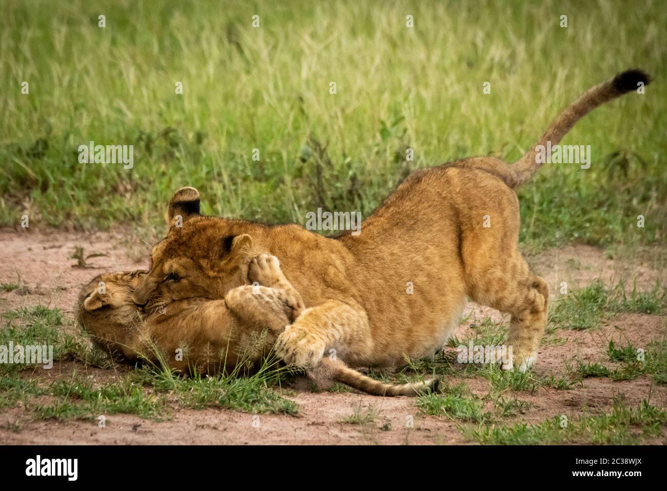 Biting neck hi-res stock photography and images - Alamy