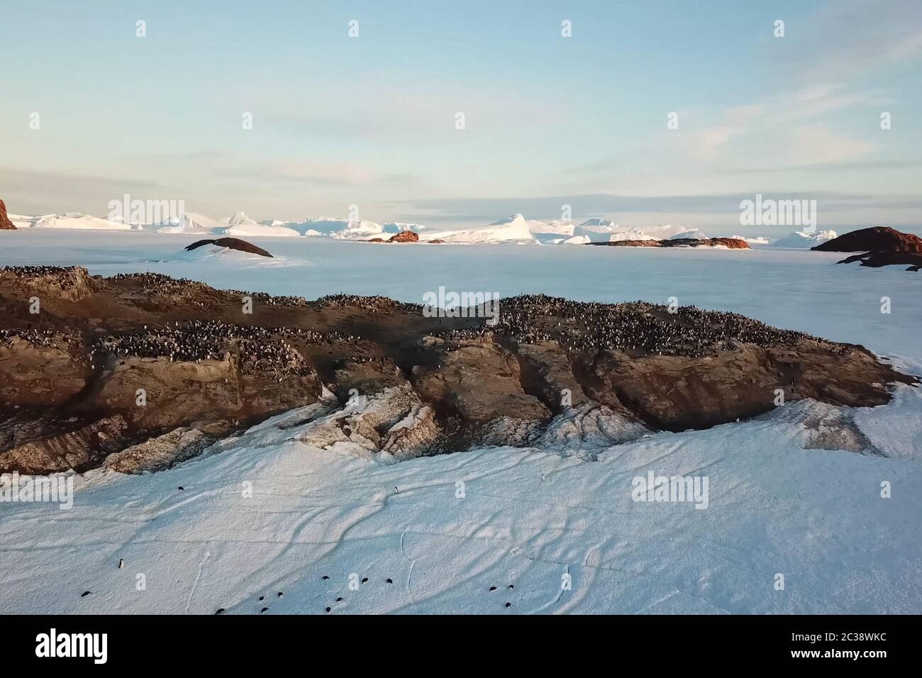 Colonies of penguins in Antarctica on the adjacent rocks Stock Photo ...
