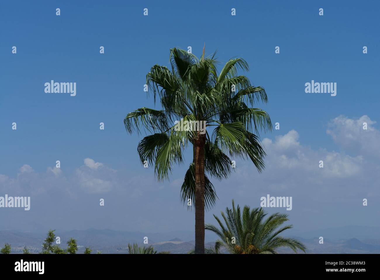 Malaga palm waterfront view hi-res stock photography and images - Alamy