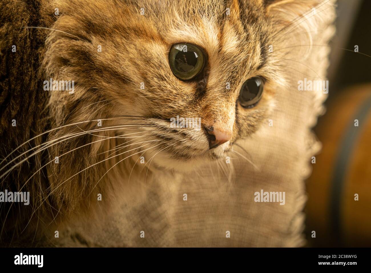 Tabby cat portrait headshot face head hi-res stock photography and ...