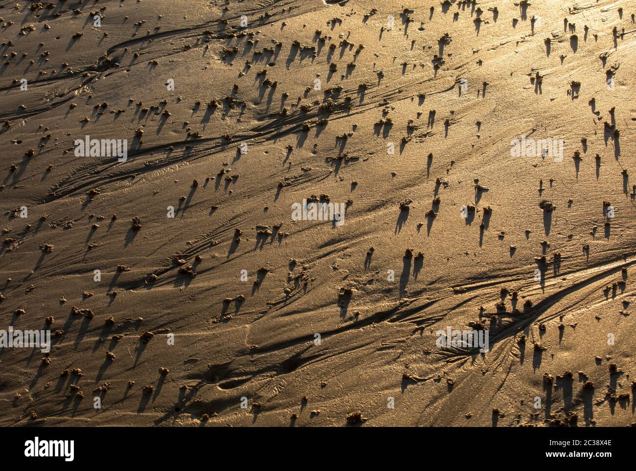 Beach abstract, wet sand reflecting sunlight during sunset Stock Photo ...