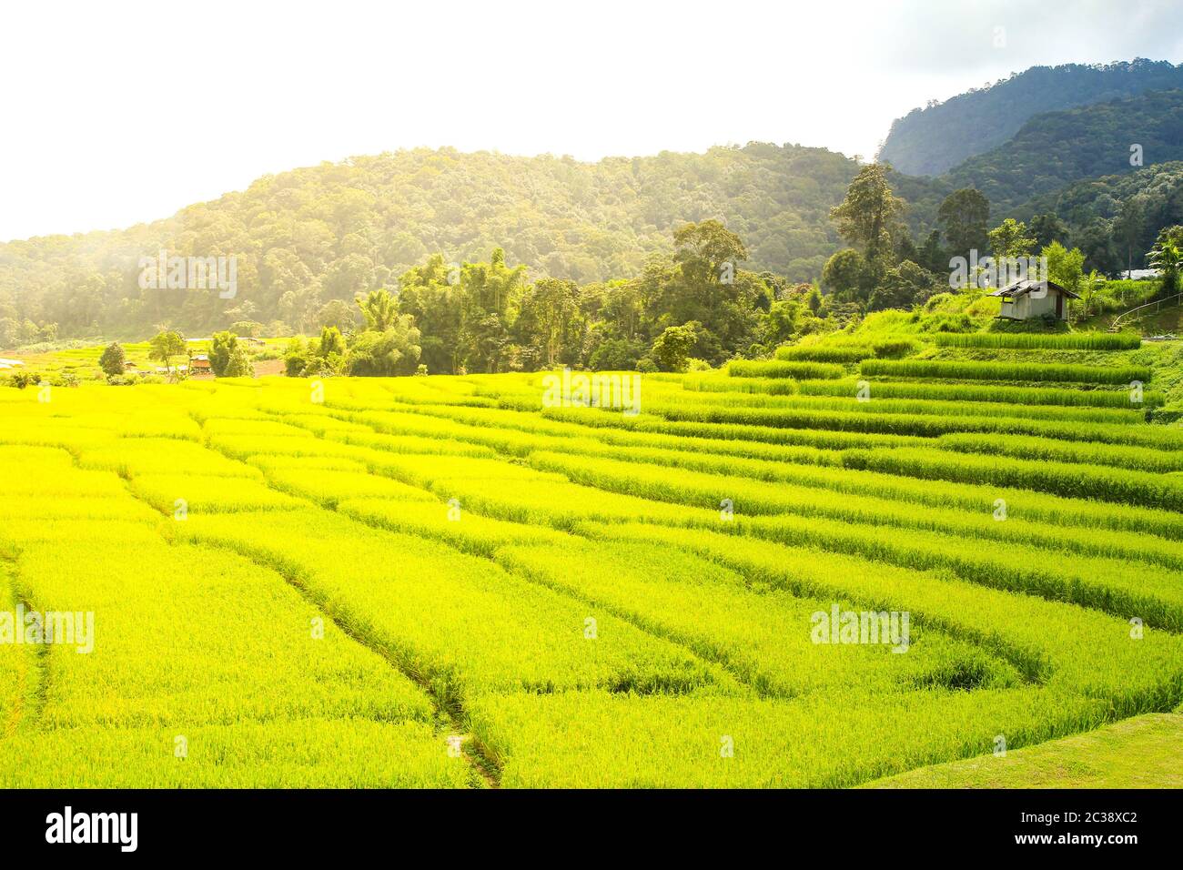 Rice field in Chiang Mai ,Thailand Stock Photo - Alamy
