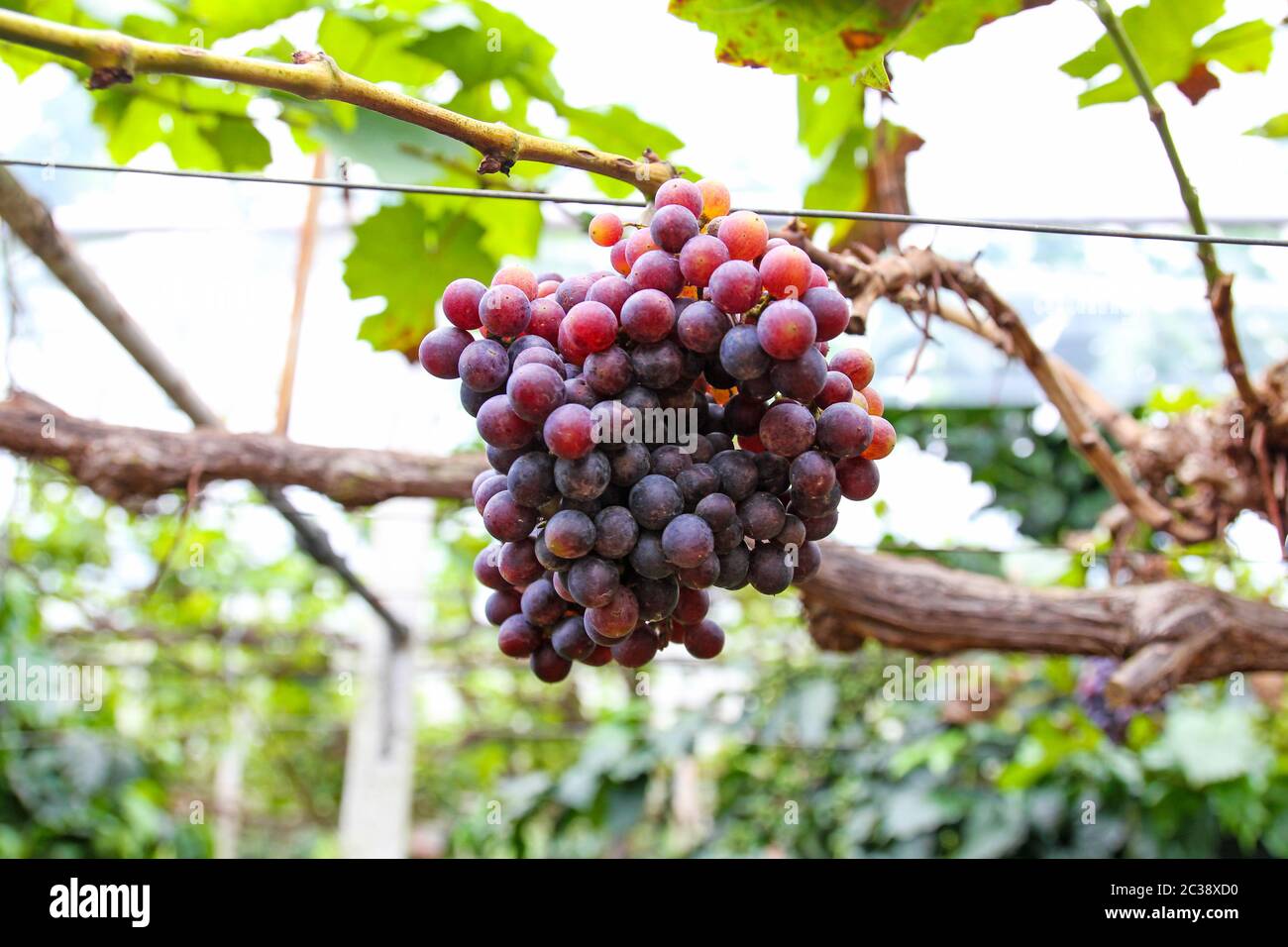Grapes on plantations in Thailand Stock Photo - Alamy