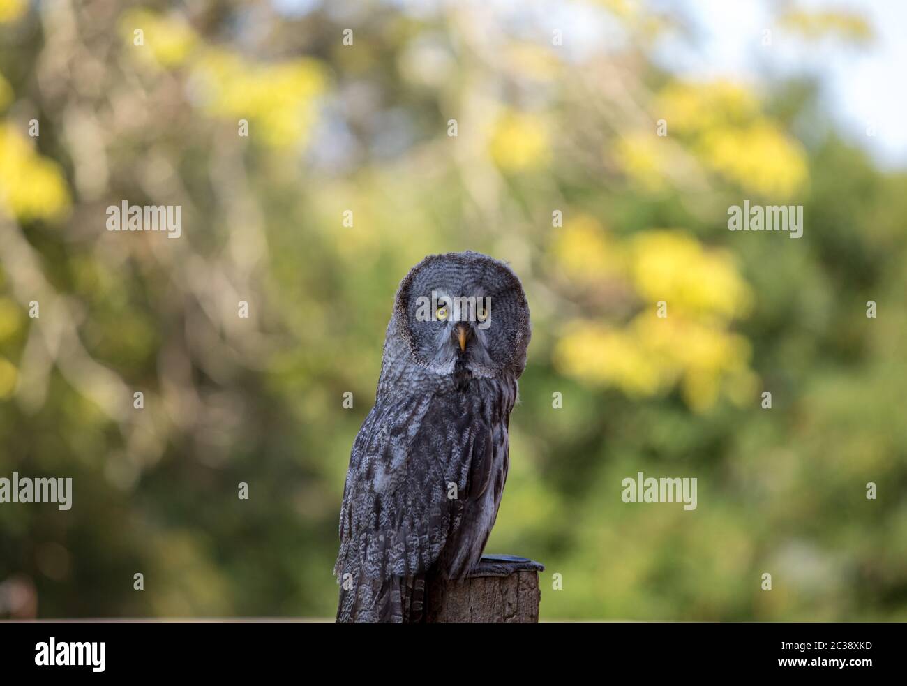 Great grey owl (Strix nebulosa). Night birds of prey Stock Photo - Alamy