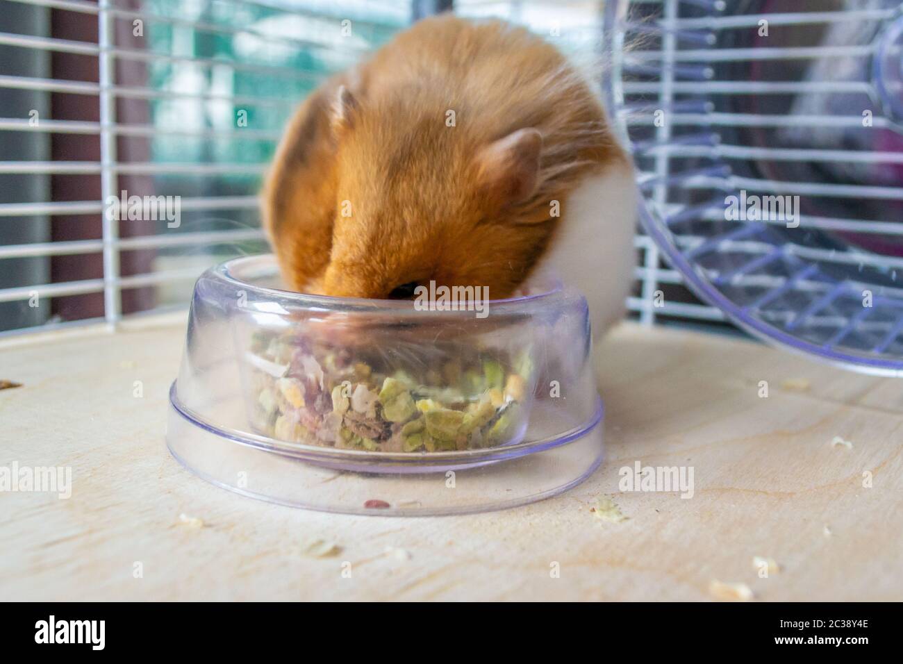 Syrian hamster eating from food bowl Stock Photo - Alamy