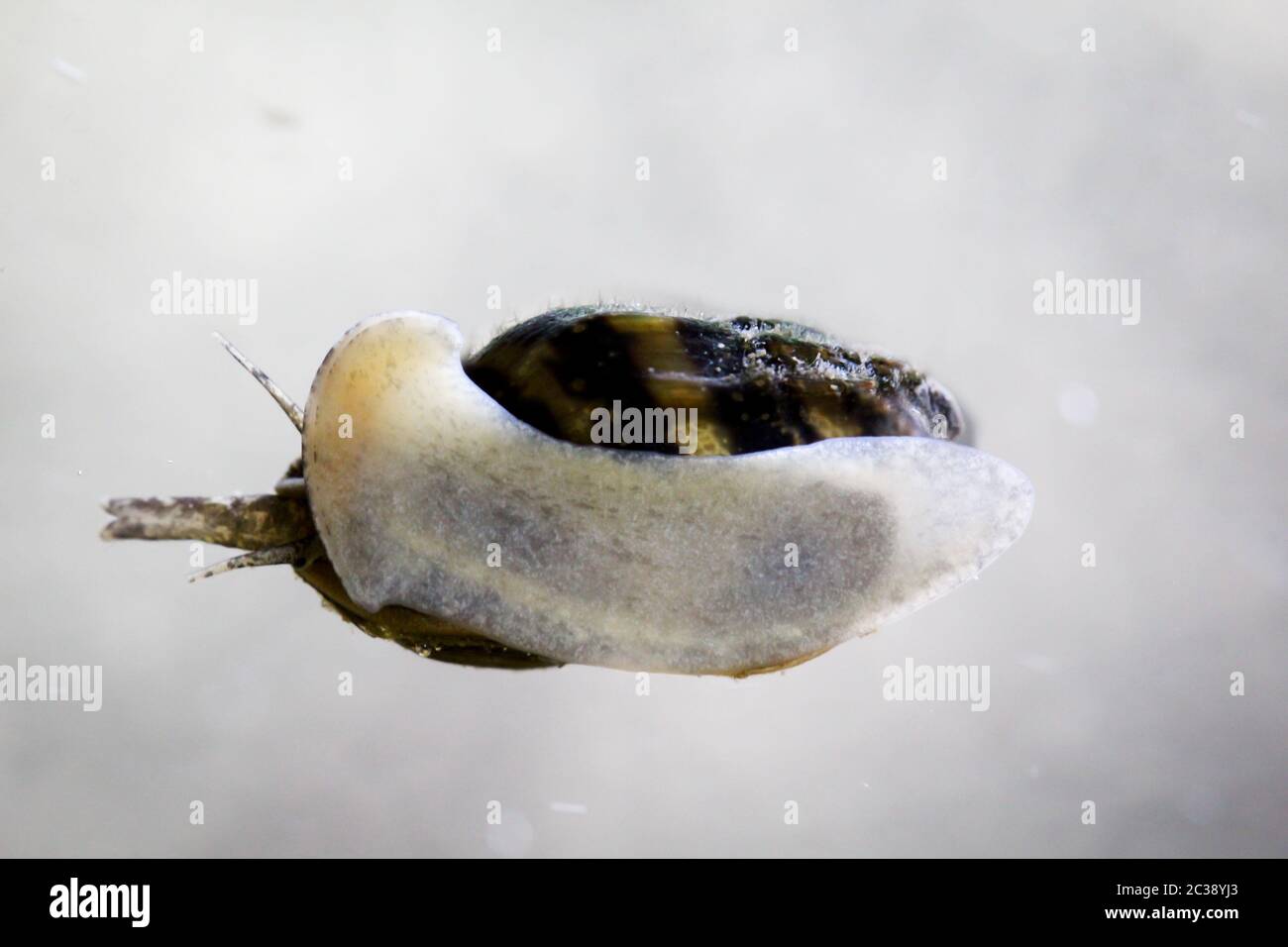 a close-up of the snail (Clea helena Stock Photo - Alamy