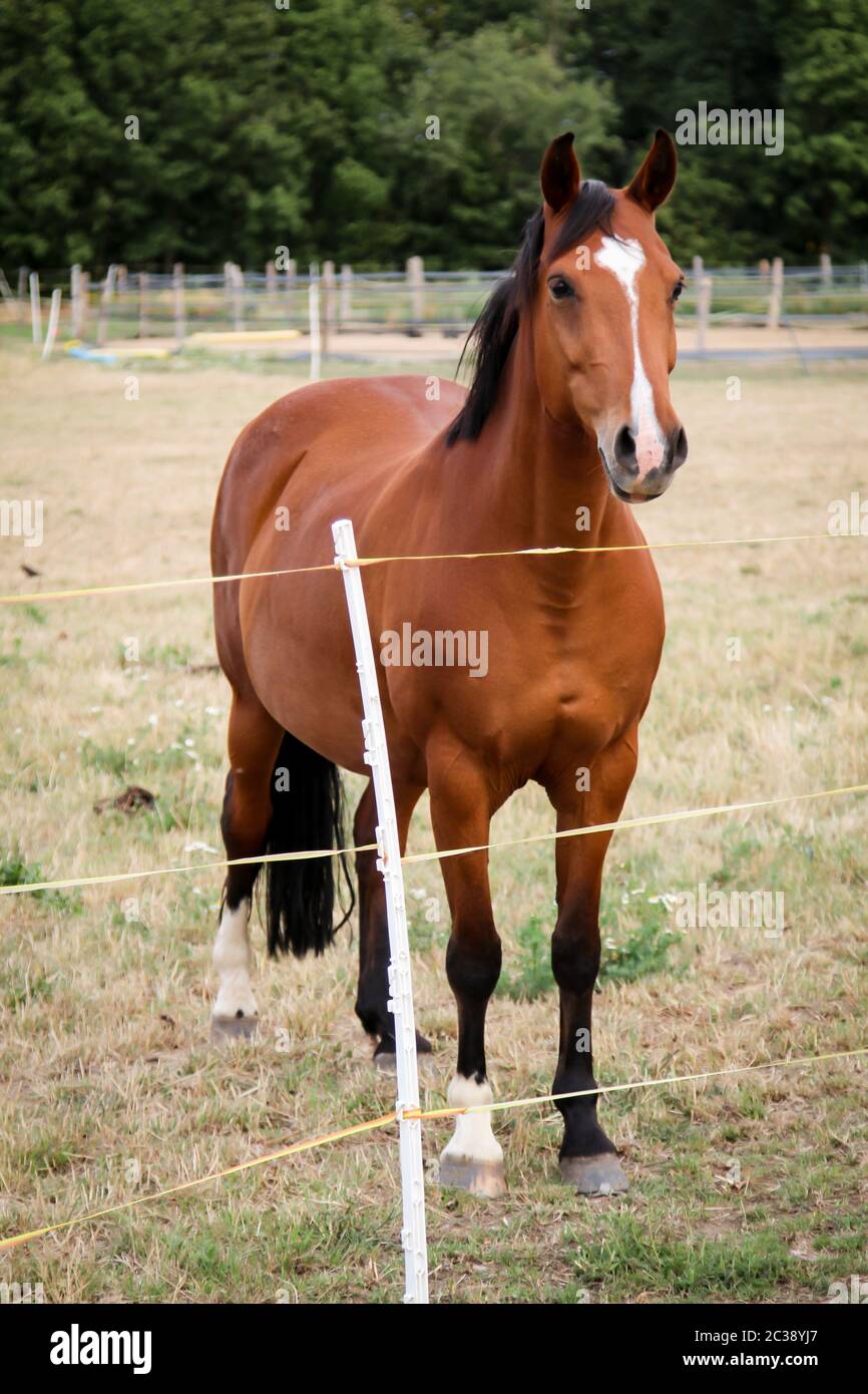 Horse, horses, stallion in a pasture, paddock while grazing Stock Photo ...