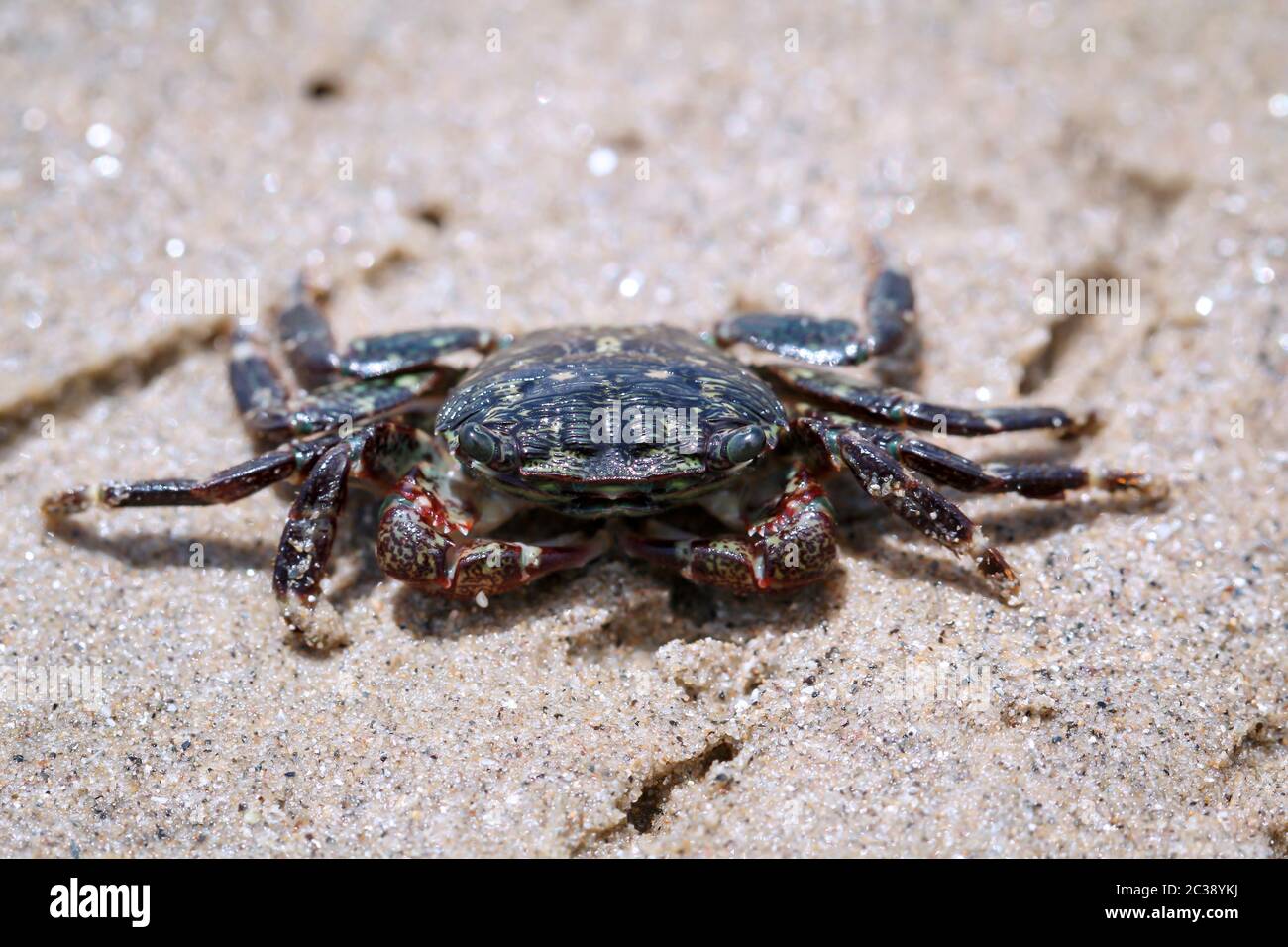 Crab claw on the beach hi-res stock photography and images - Alamy