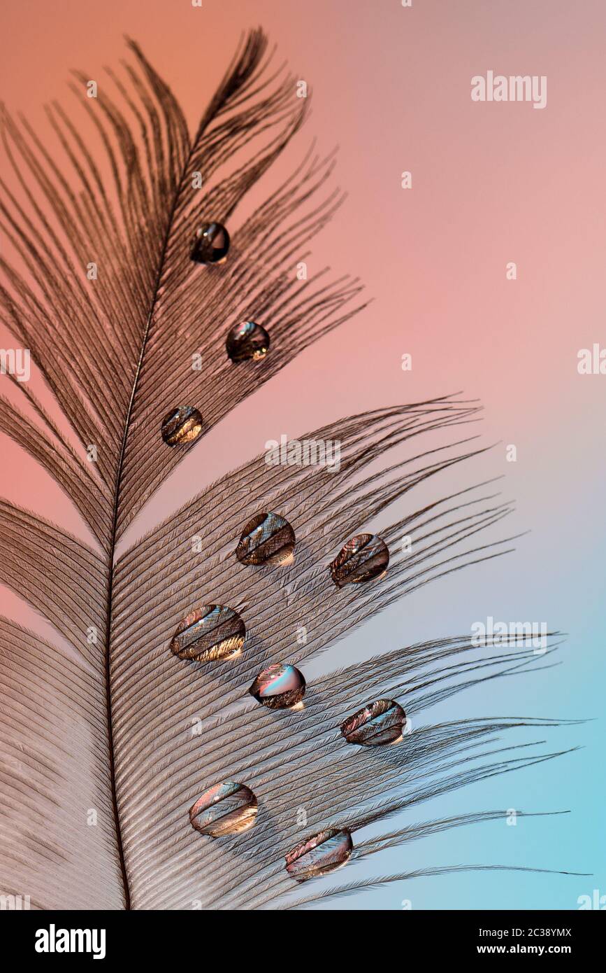 Beauty bird hi-res stock photography and images - Alamy