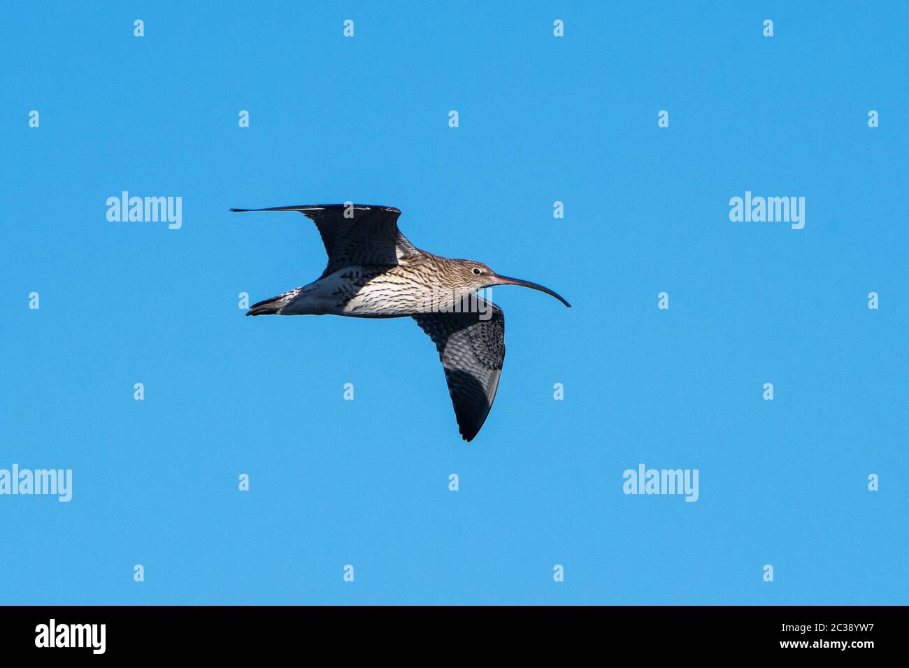Curlew in flight hi-res stock photography and images - Alamy