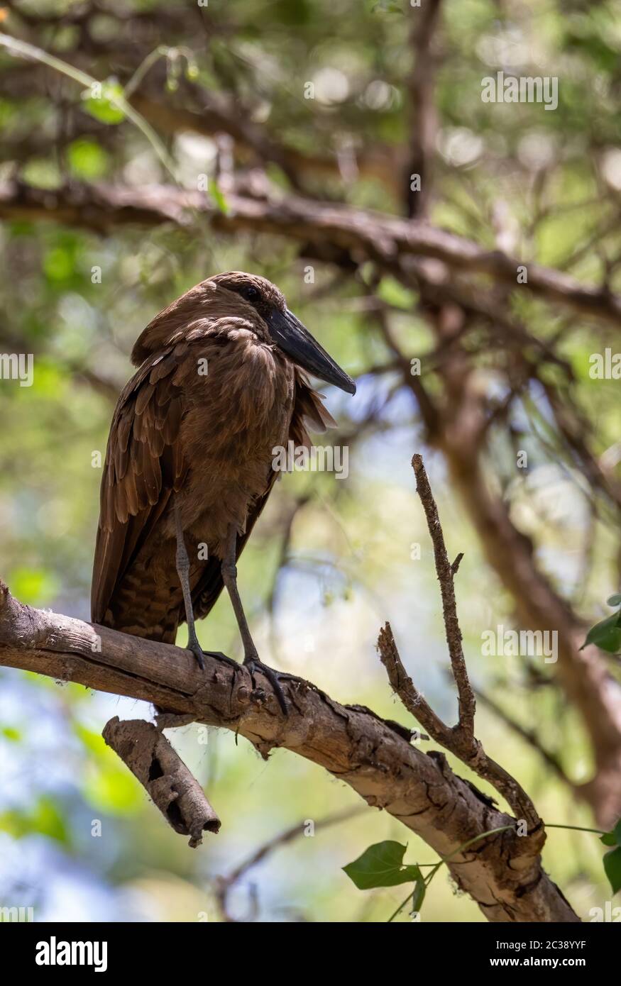 water bird Hamerkop or Hammerhead, Scopus umbretta, african wading bird ...