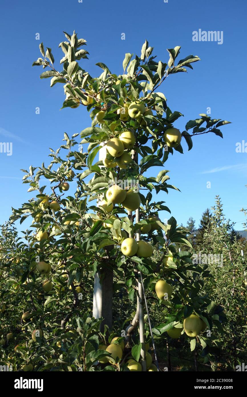 Applegrowing hi-res stock photography and images - Alamy