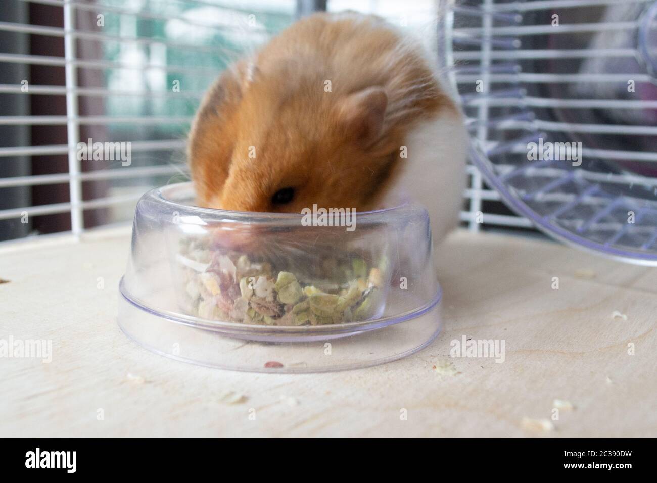 Syrian hamster eating from food bowl Stock Photo - Alamy