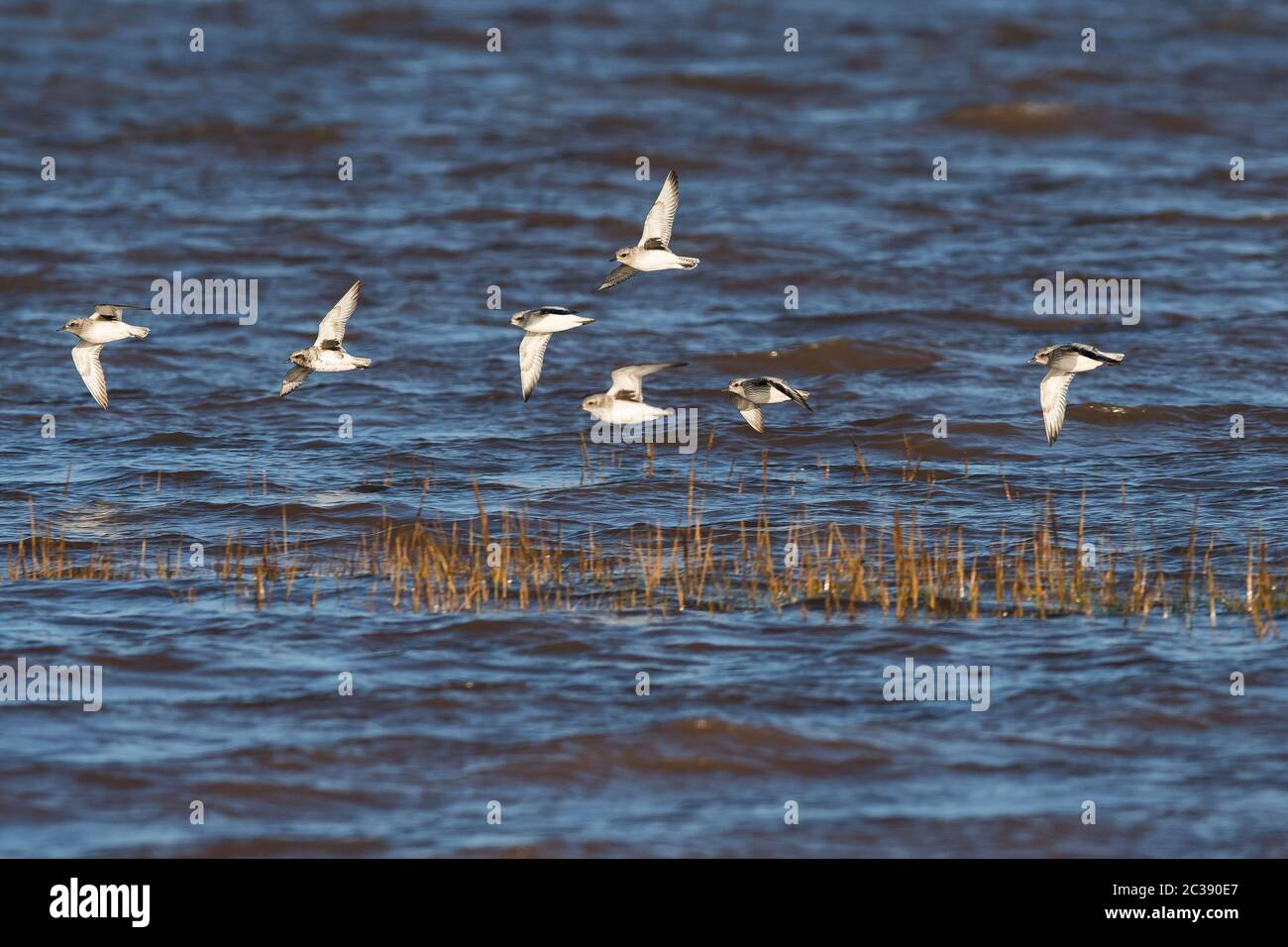 Grey Plovers in flight in the sky. Their Latin name are Pluvialis ...