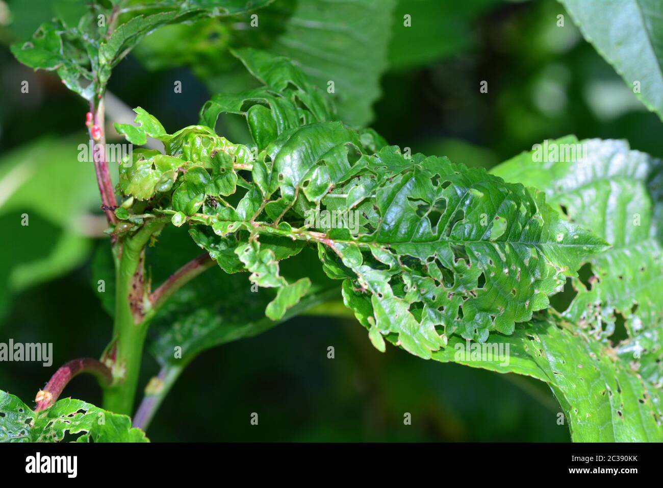 Damage from insects hi-res stock photography and images - Alamy