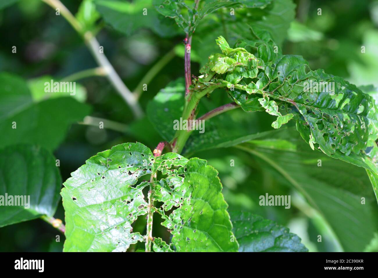 Green leaves with damage from insects of a cherry tree Stock Photo - Alamy