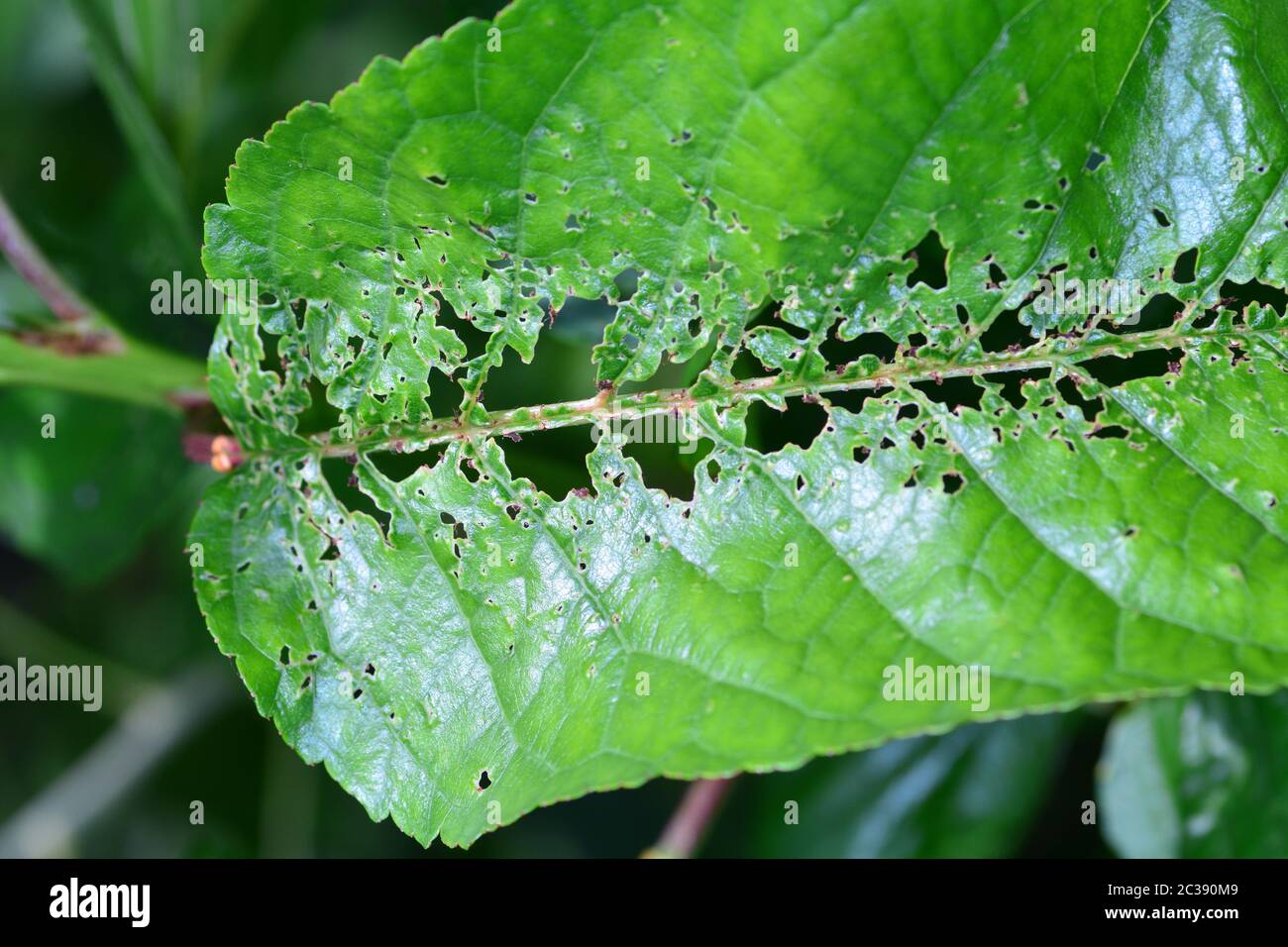 Damage from insects hi-res stock photography and images - Alamy