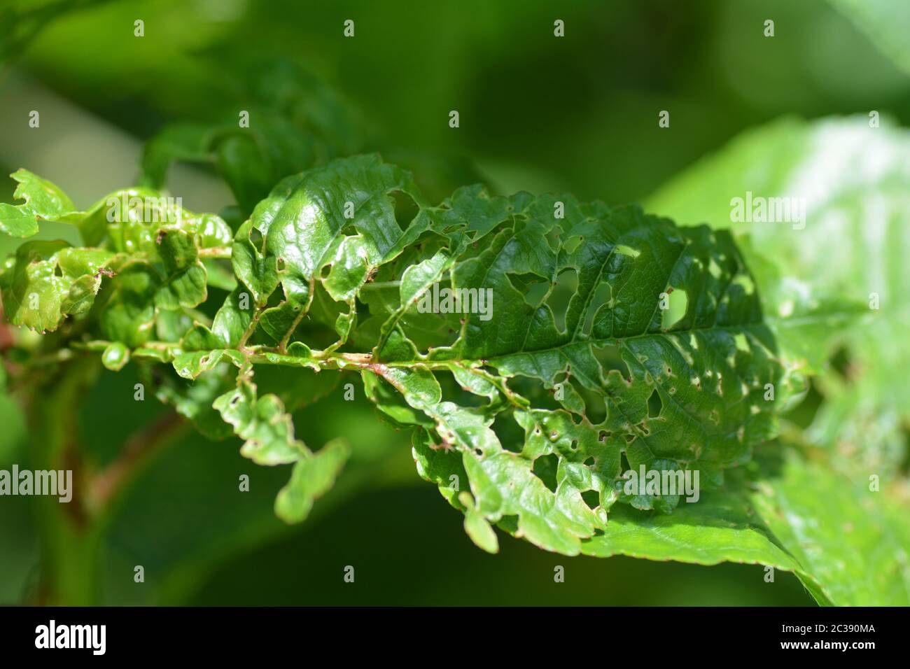 Damage from insects hi-res stock photography and images - Alamy