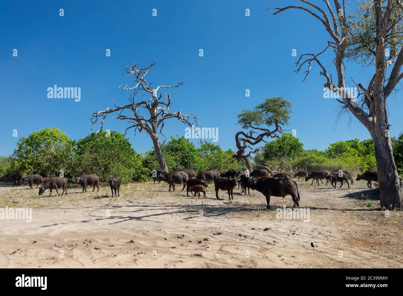 Cape Buffalo at Chobe, Botswana safari wildlife Stock Photo - Alamy