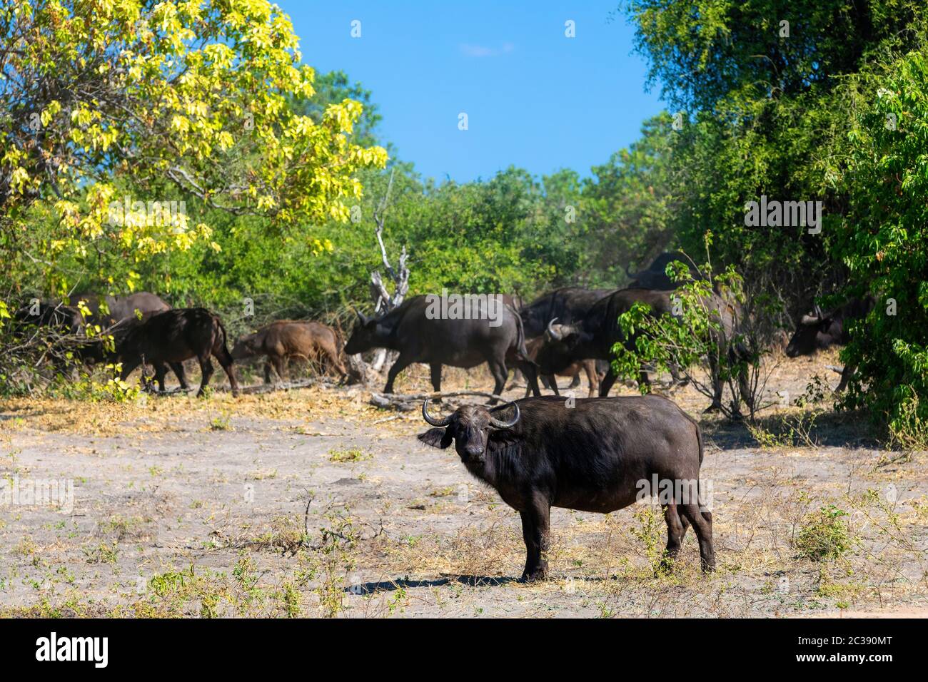 Cape Buffalo at Chobe, Botswana safari wildlife Stock Photo - Alamy