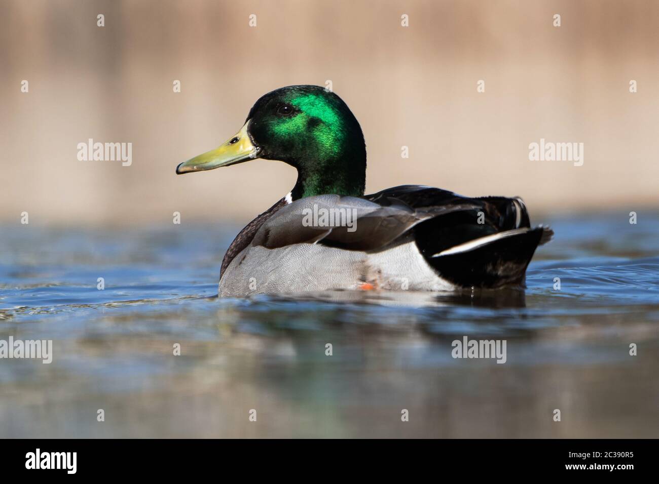 Male of Mallard Duck on water. His Latin name is Anas platyrhynchos ...