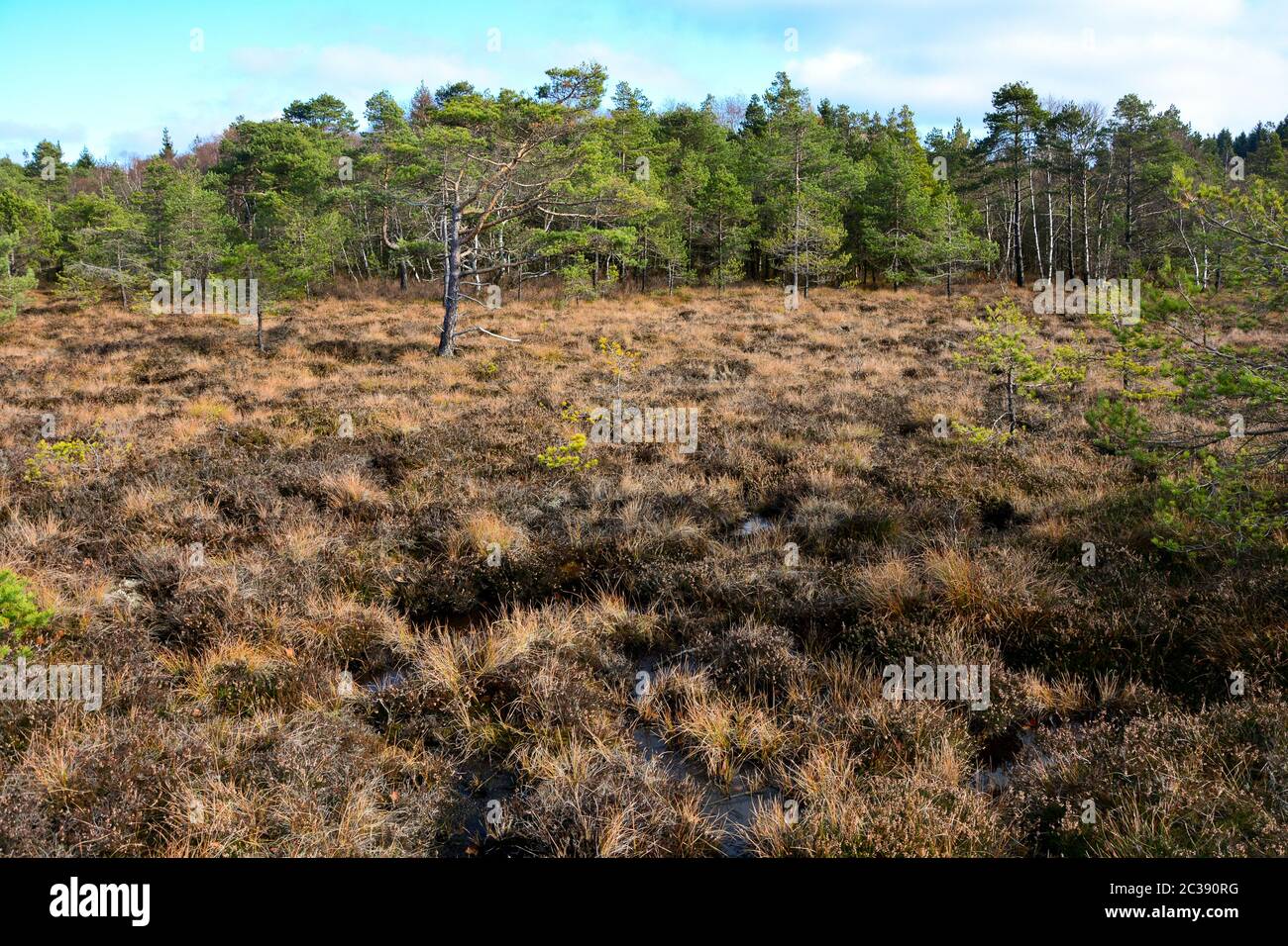 Moor eyes in the Black Moor in the high Rhön, Bavaria, Germany, with ...