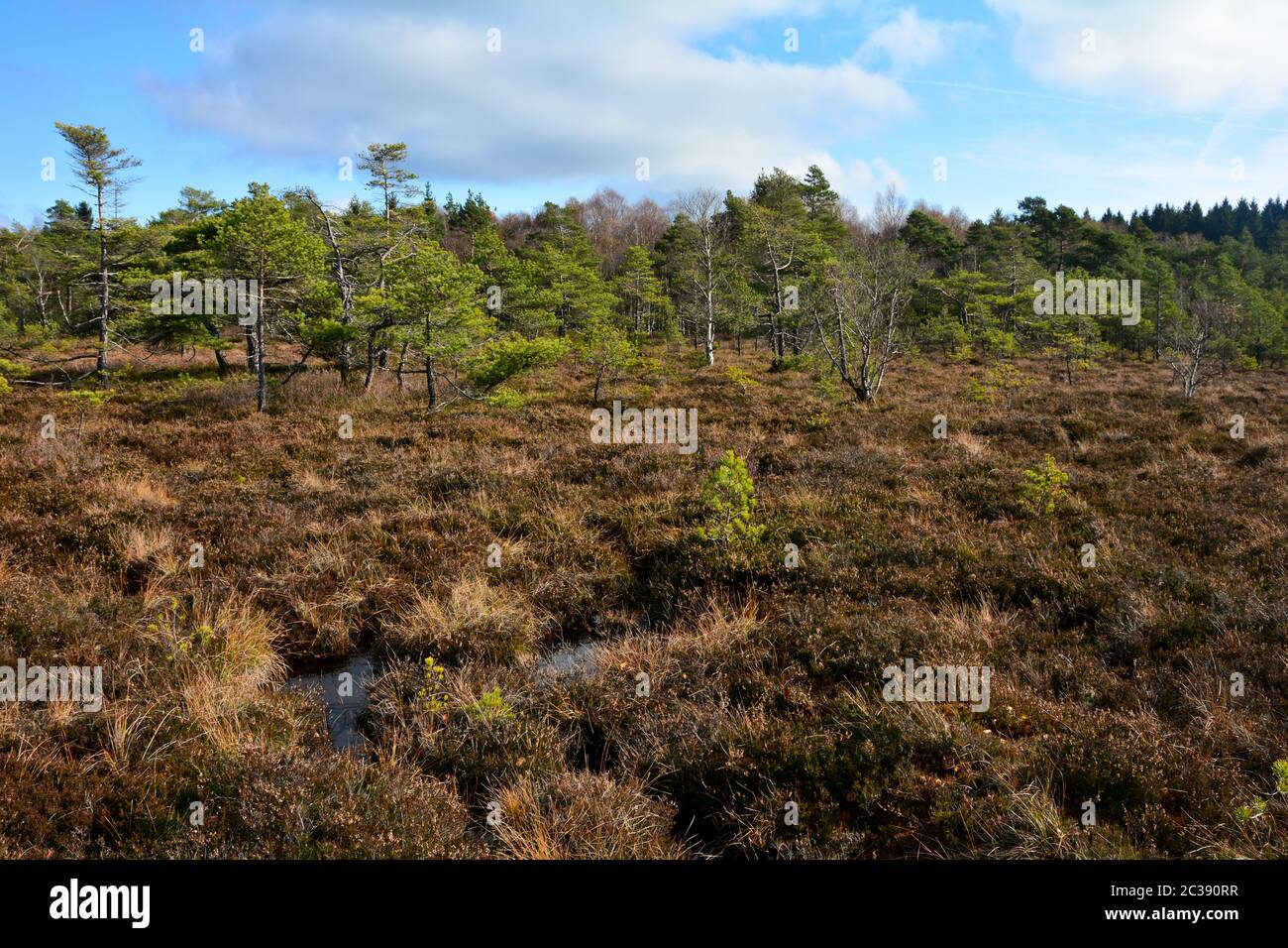 Black moor in the Rhön, Bavaria, Germany, in the autumn with Moor eyes ...