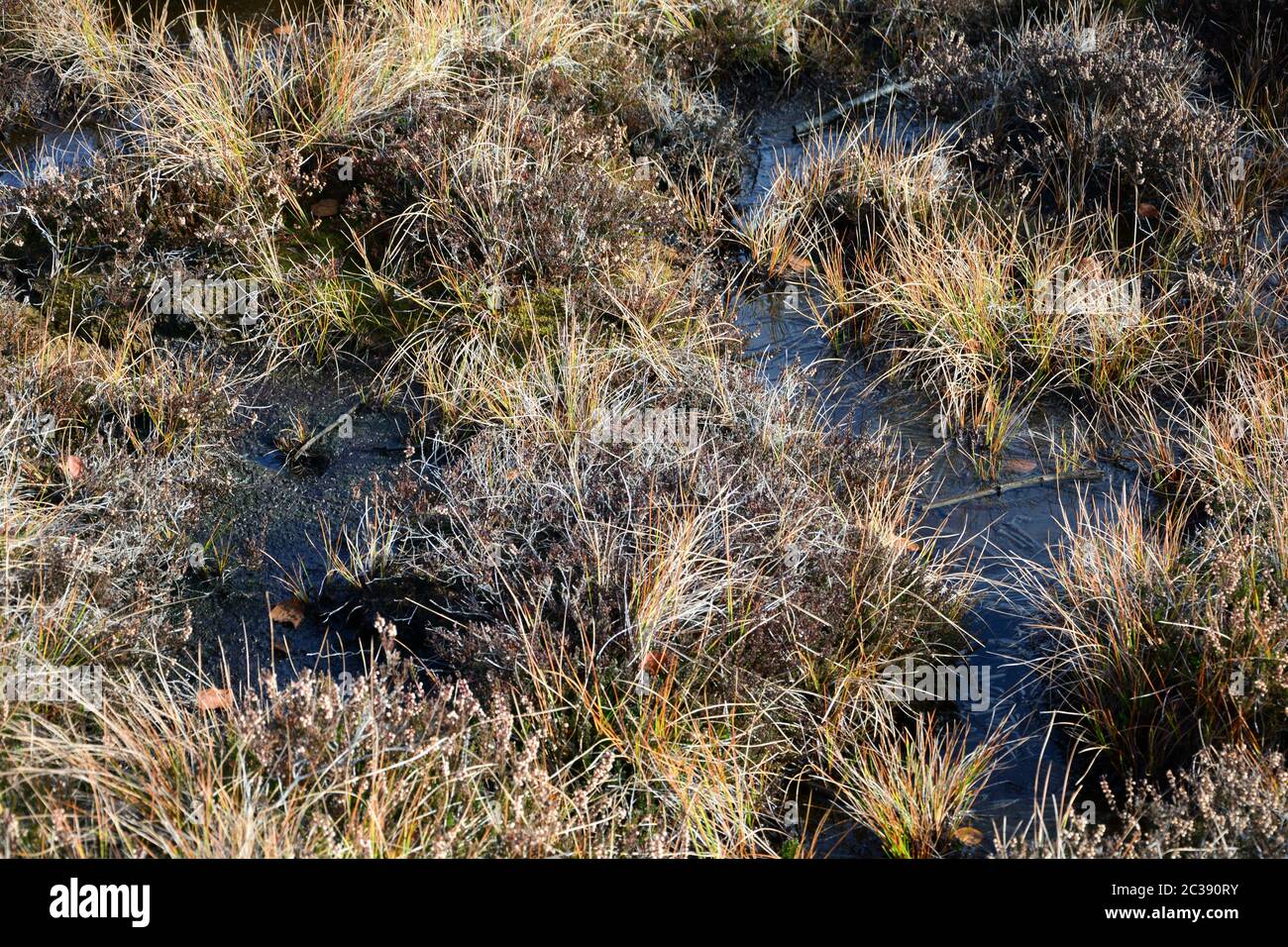 Moor eyes in the Black Moor in the high Rhön, Bavaria, Germany Stock ...