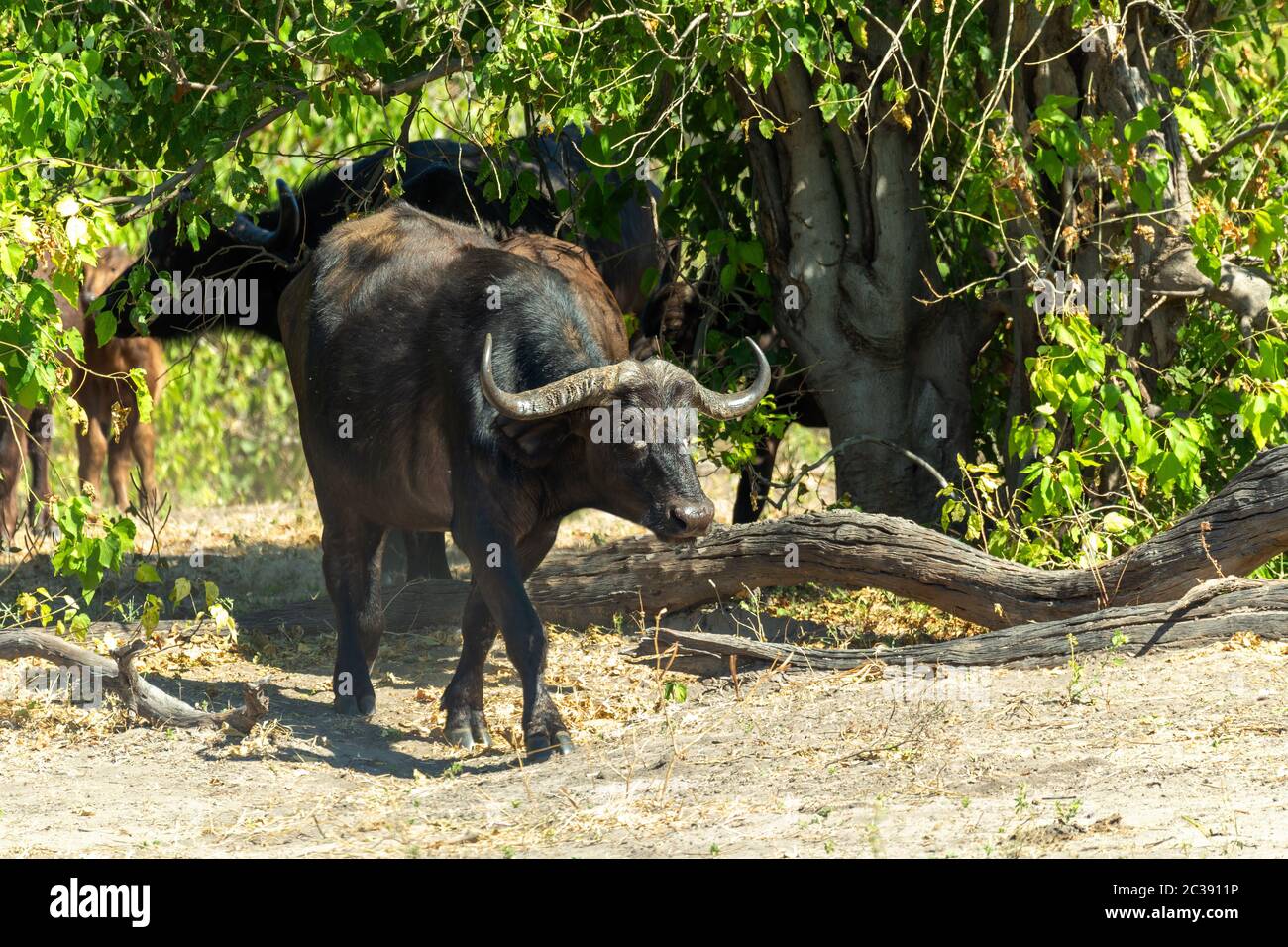 Cape Buffalo at Chobe, Botswana safari wildlife Stock Photo - Alamy