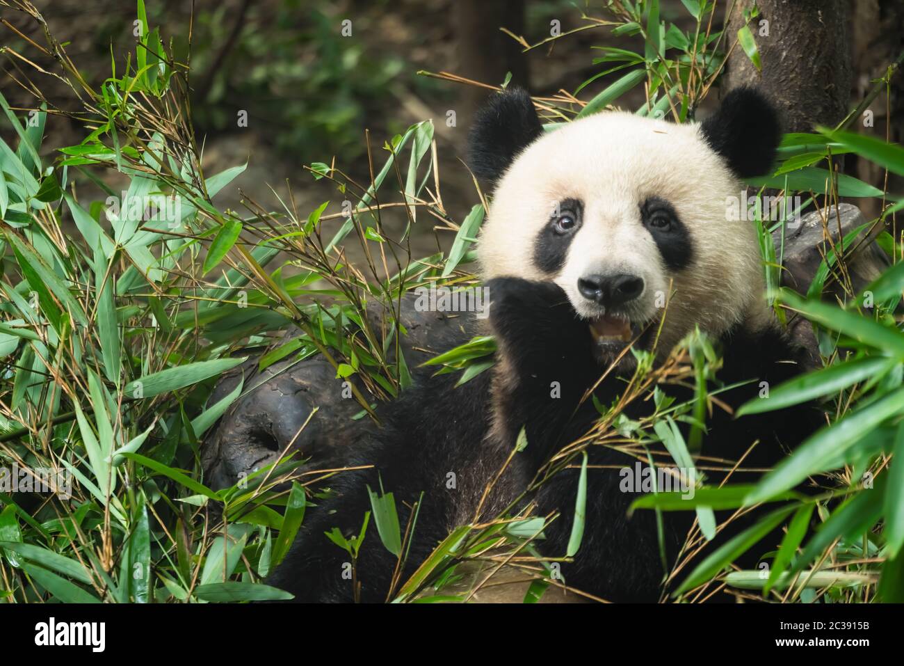 Giant panda breed hi-res stock photography and images - Alamy