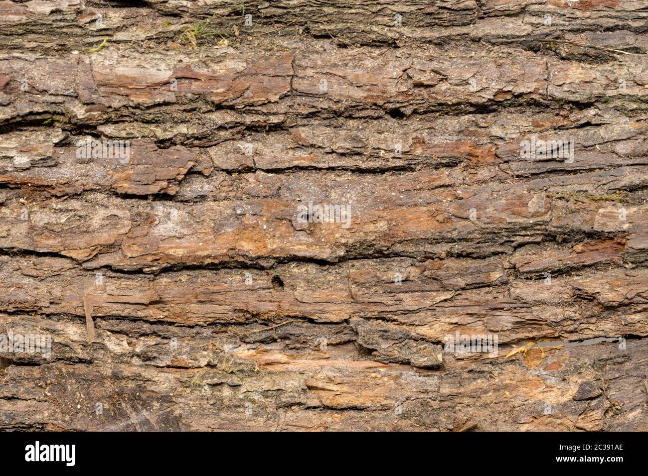 Close up of dark oak tree bark with deep cracks as background Stock ...