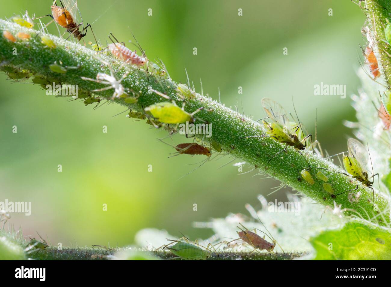 Blackfly rose hi-res stock photography and images - Alamy