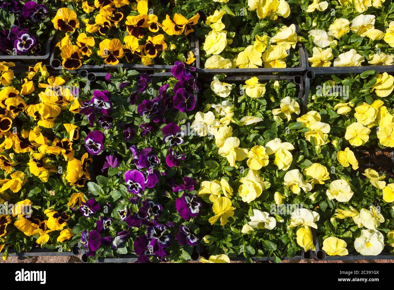 Viola seedlings hi-res stock photography and images - Alamy
