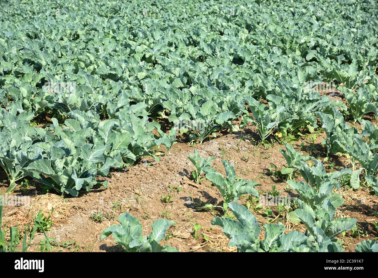 Cabbage field or farm, Green cabbages in the agriculture field Stock ...