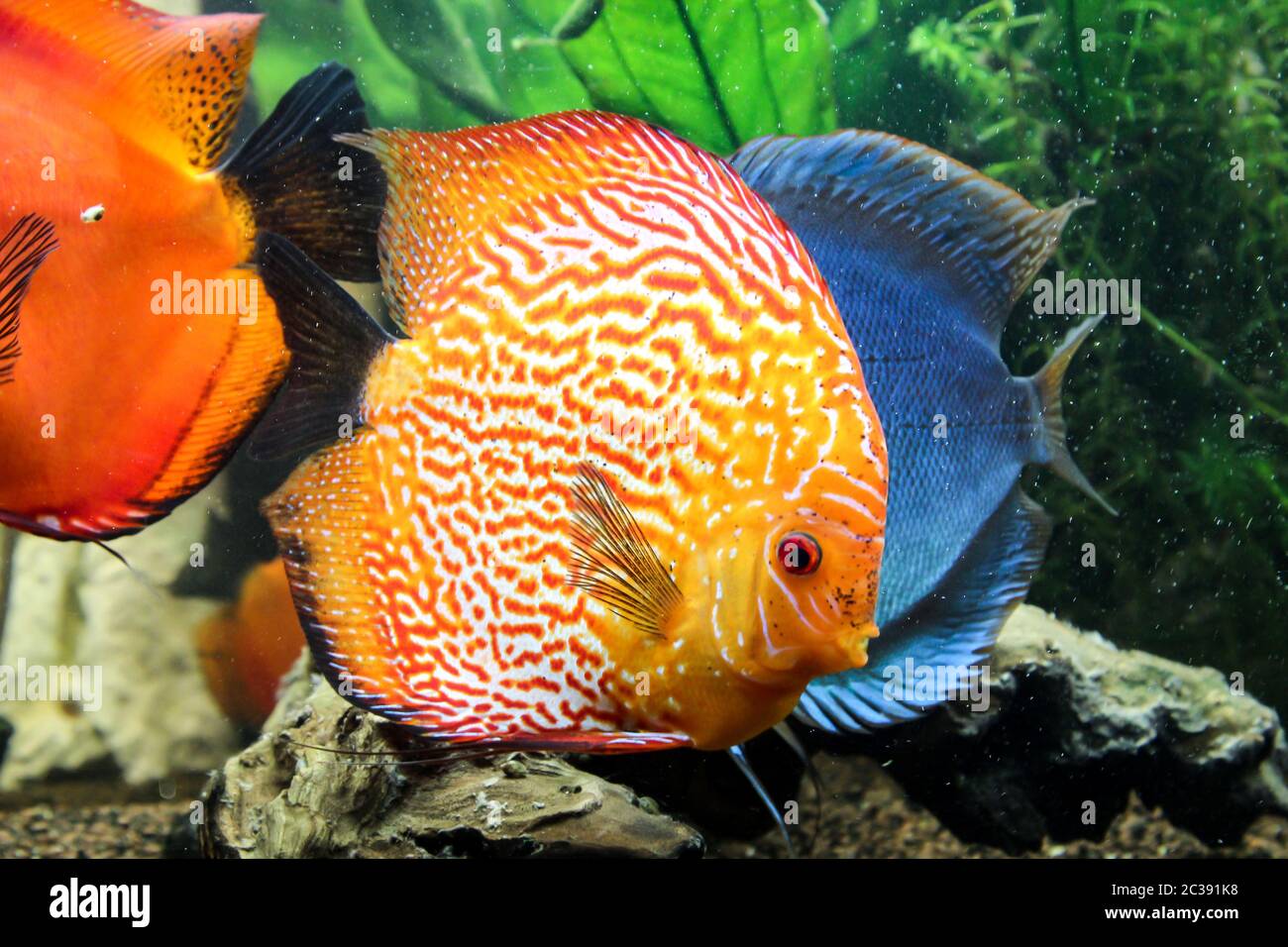 Portrait, view of a discus fish in the aquarium Stock Photo - Alamy