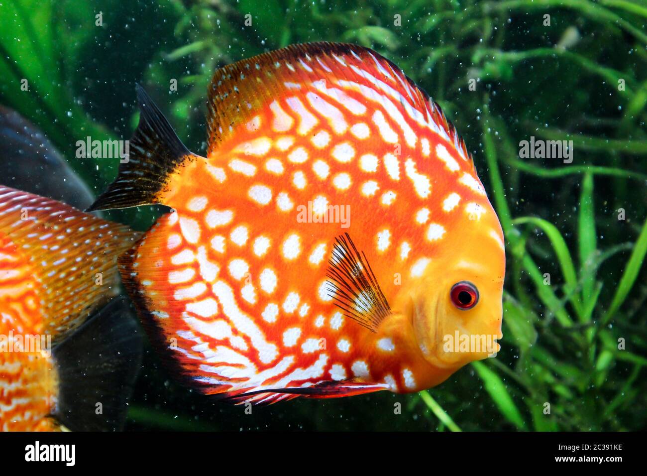 Portrait, view of a discus fish in the aquarium Stock Photo - Alamy