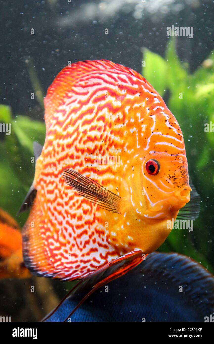 Portrait, view of a discus fish in the aquarium Stock Photo - Alamy