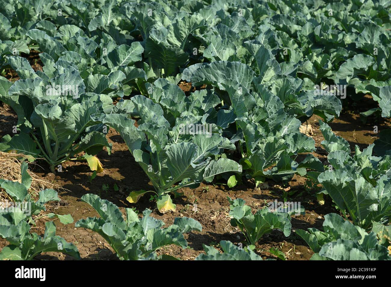 Cabbage field or farm, Green cabbages in the agriculture field Stock ...