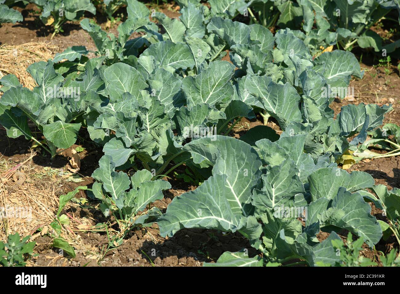 Cabbage field or farm, Green cabbages in the agriculture field Stock ...
