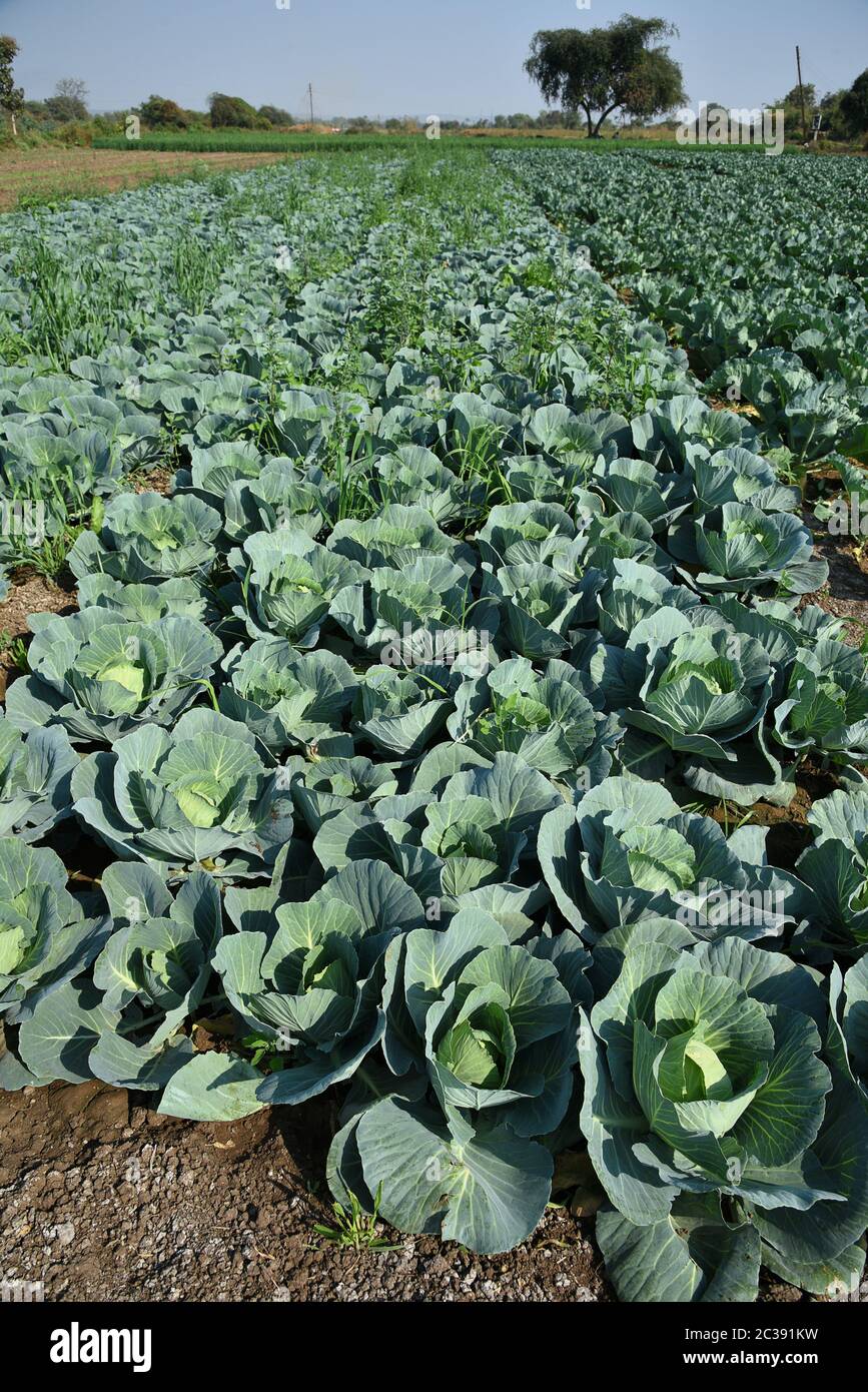 Cabbage field or farm, Green cabbages in the agriculture field Stock ...