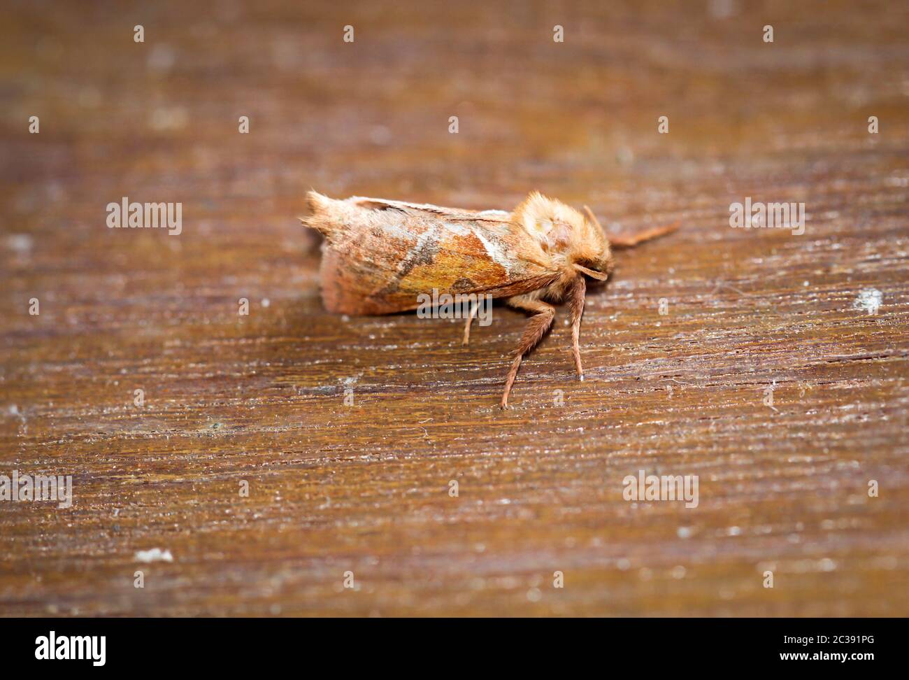 a moth, insect on a piece of wood, board Stock Photo - Alamy