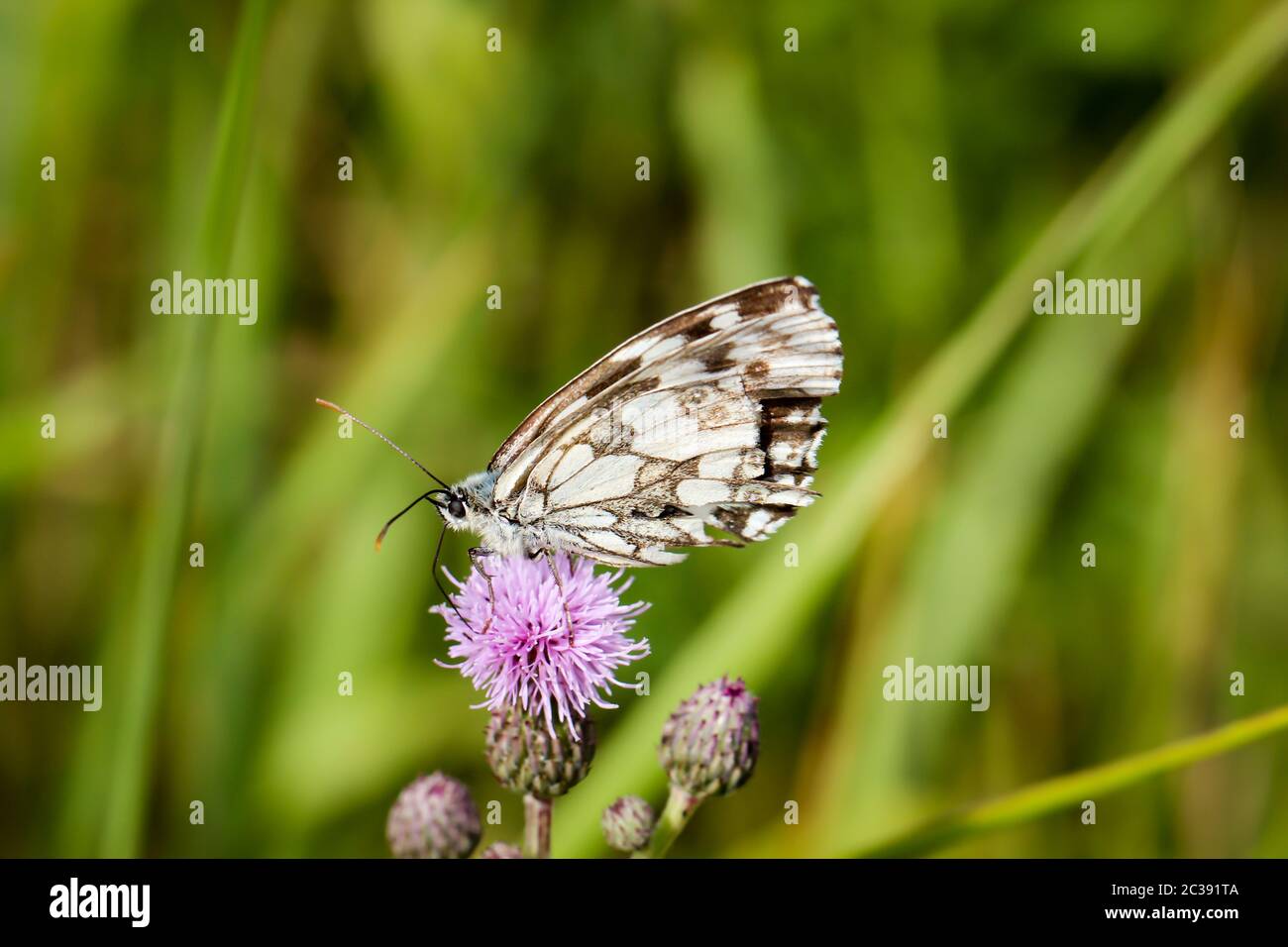Checkerboard butterfly hi-res stock photography and images - Alamy